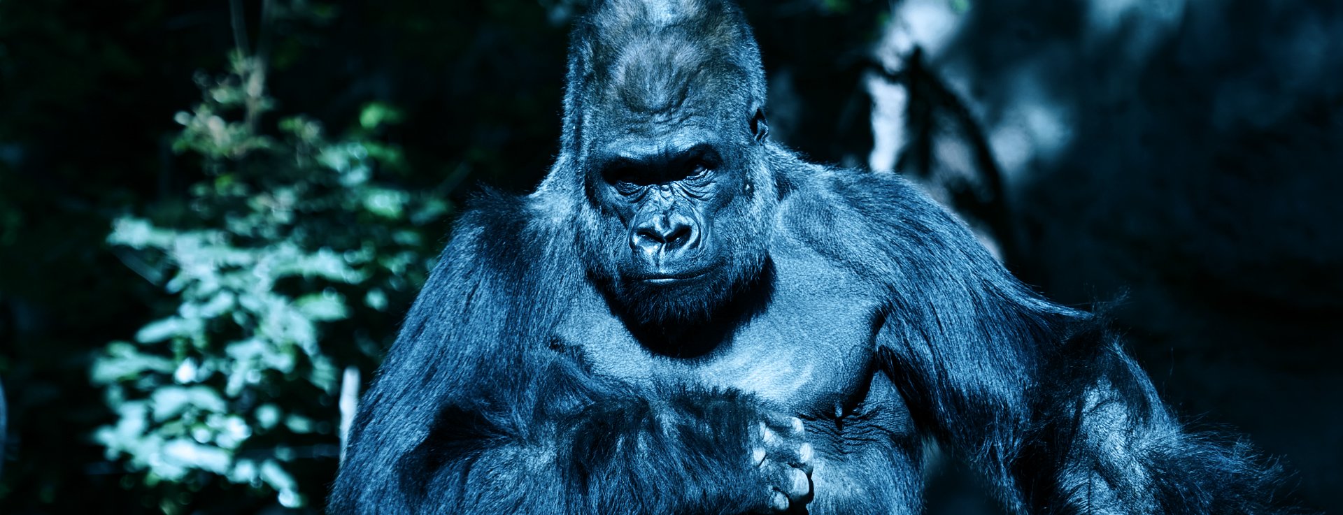 Top 8 Products | BEHEMOTH LABZ