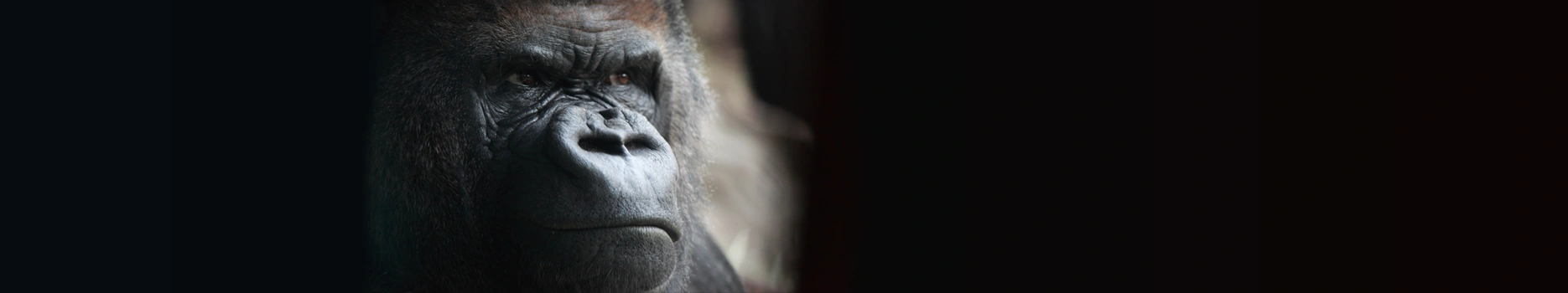 How We Work | BEHEMOTH LABZ